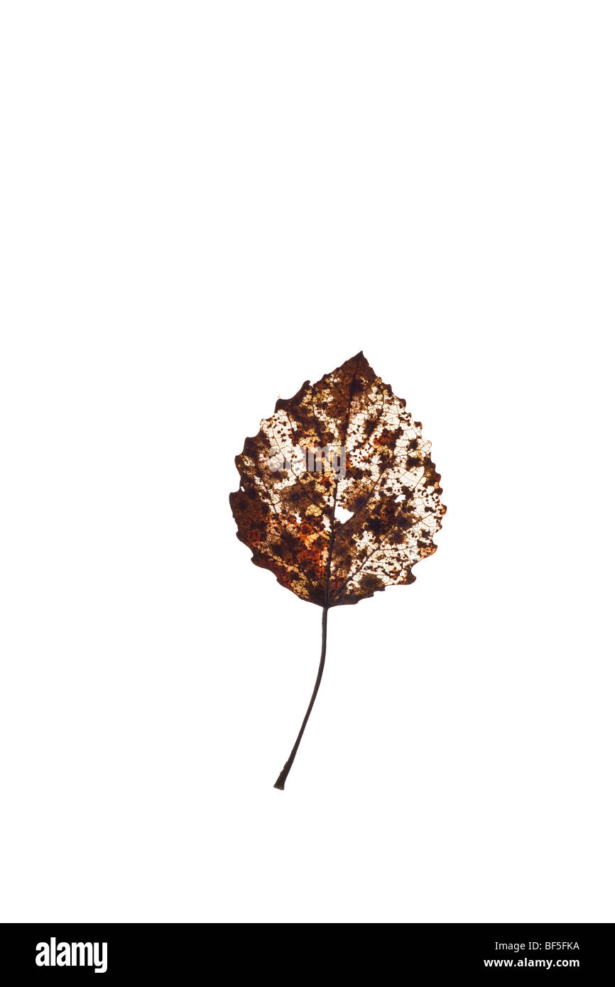 Decomposed aspen leaf against white background Stock Photo - Alamy