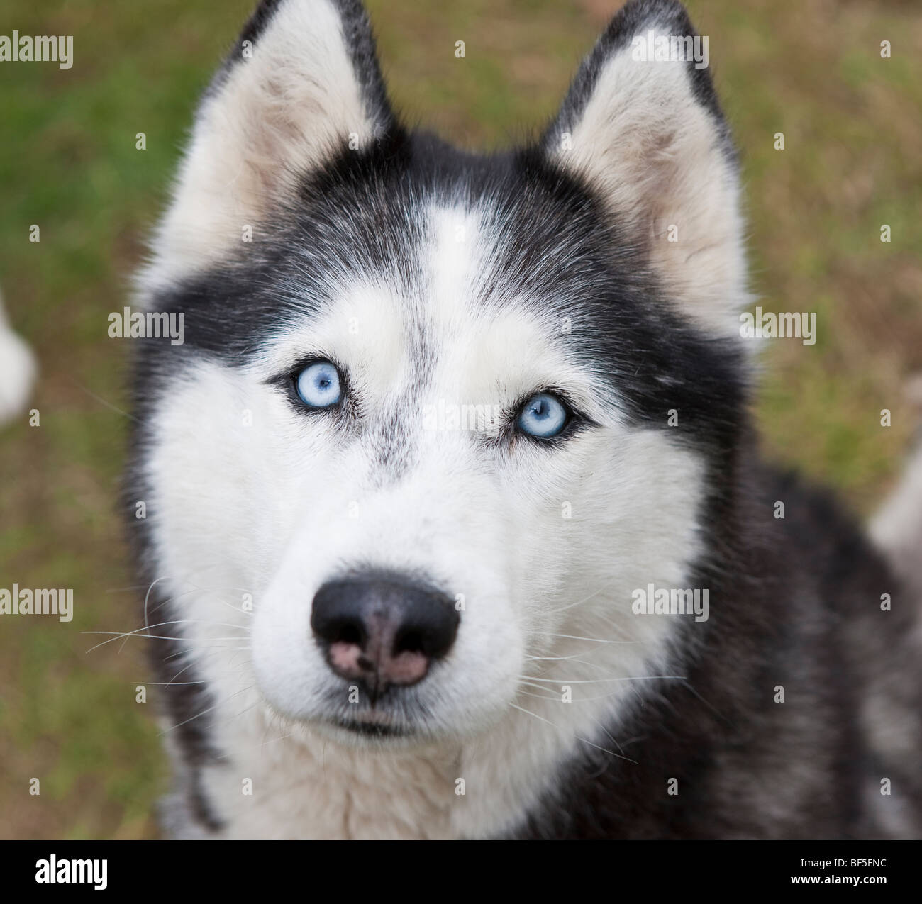 Siberian husky hi-res stock photography and images - Alamy