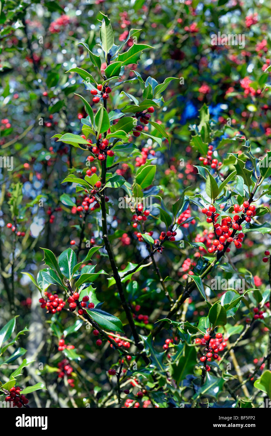 Evergreen holly hi-res stock photography and images - Alamy