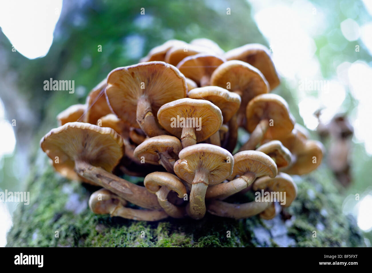 Mushrooms tree trunk hi-res stock photography and images - Alamy