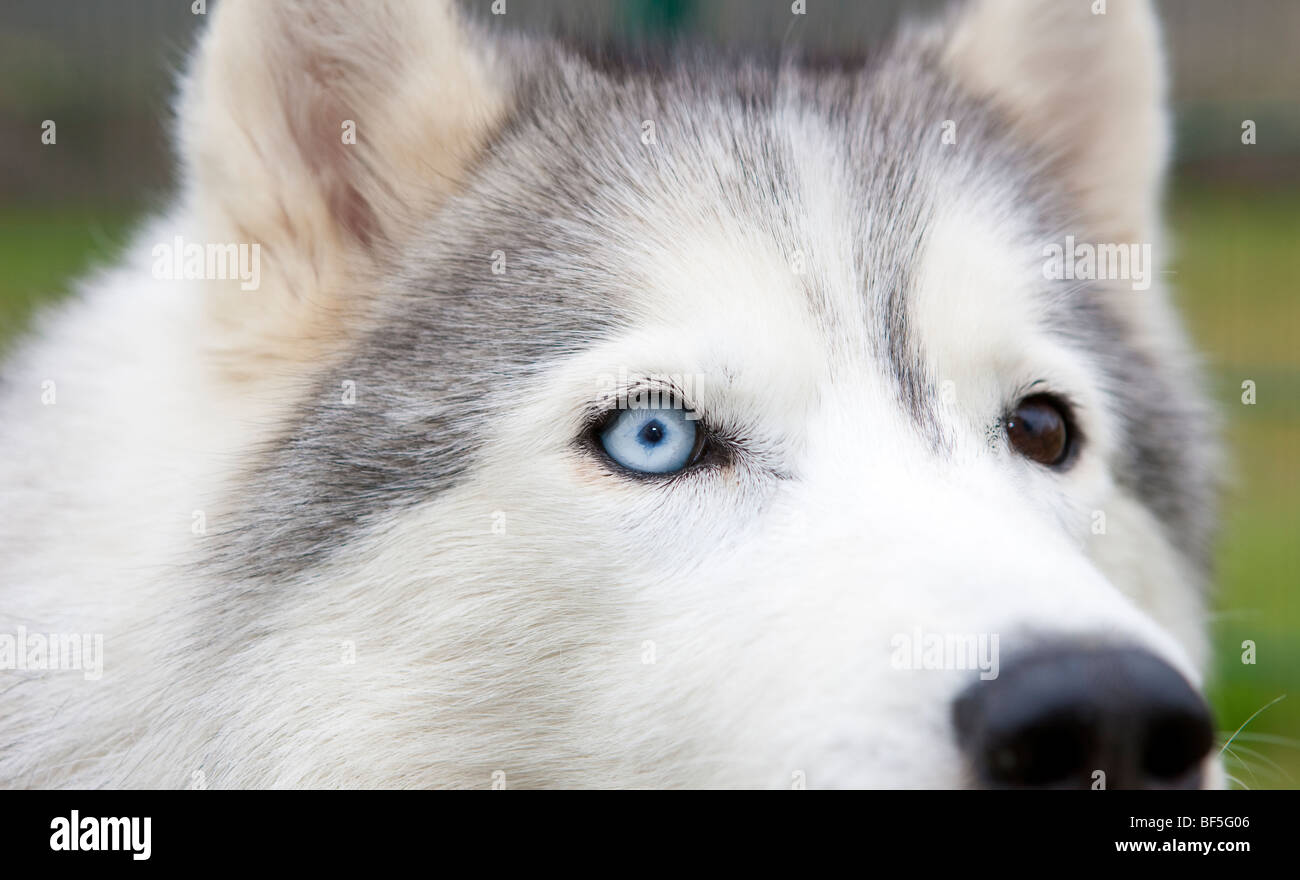 Are There Huskies In Iceland