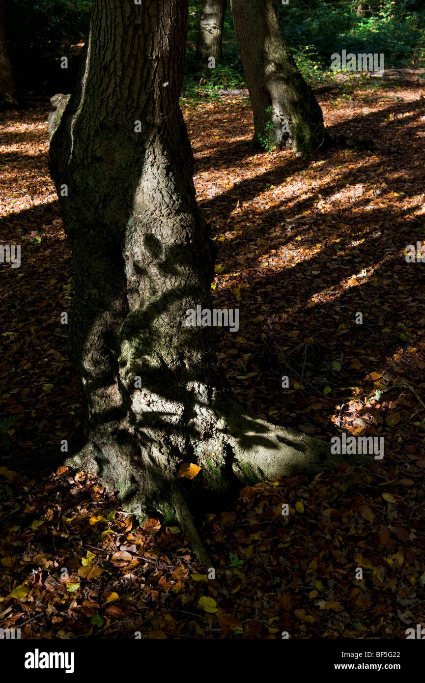 Light dappled leaves hi-res stock photography and images - Alamy