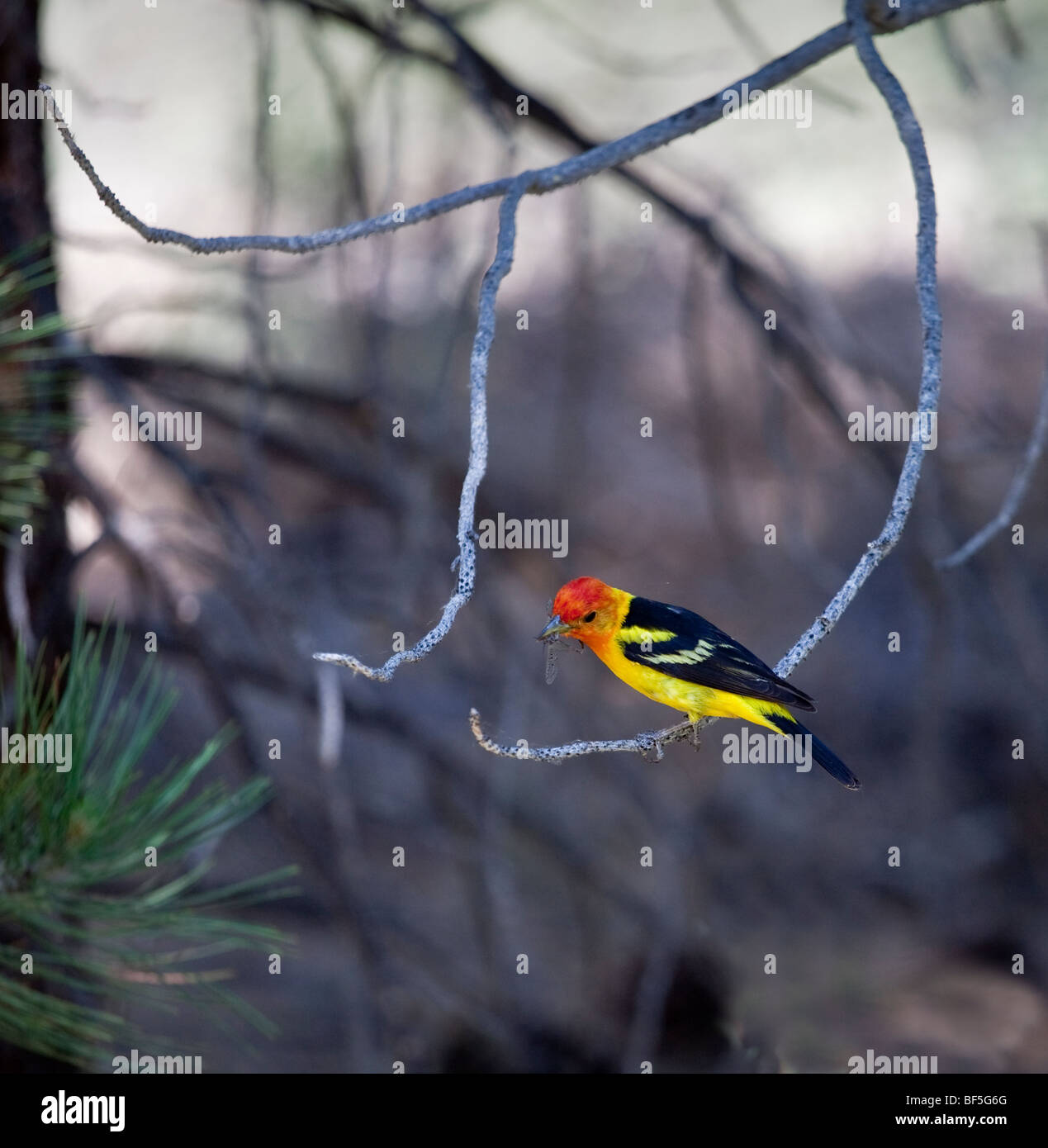 The Western Tanager, Piranga ludoviciana, is a medium-sized American ...