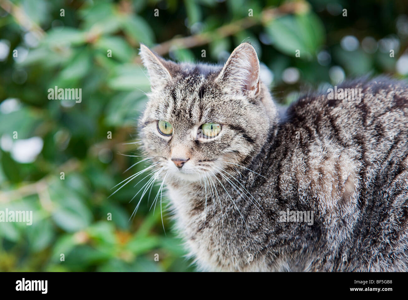 Cat watching outside hi-res stock photography and images - Alamy