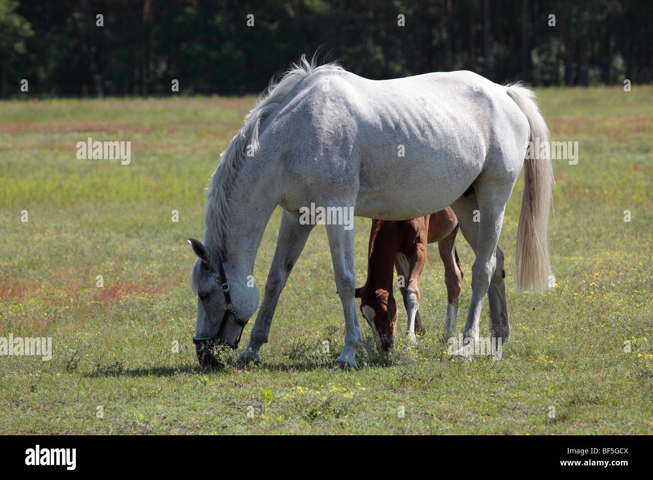 Mare with foal Stock Photo - Alamy