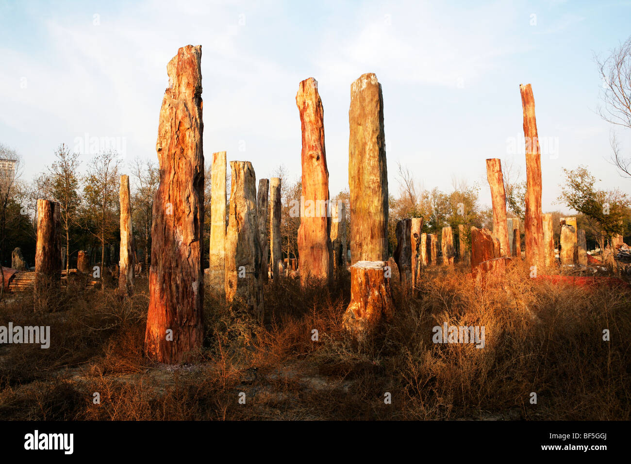 Silicified wood forest in Jiangjunmiao, Qitai County, Xinjiang Uyghur ...