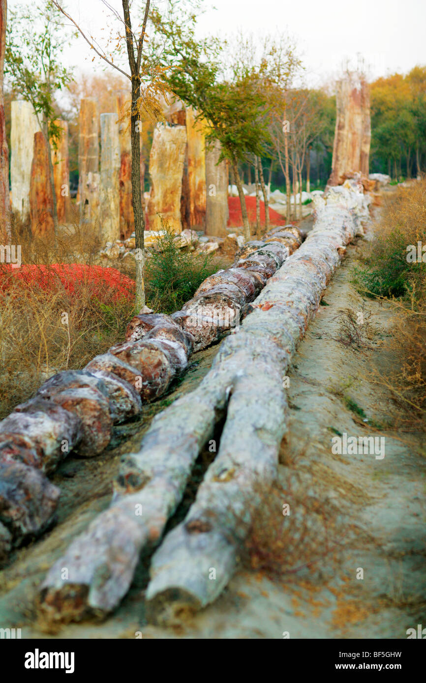 Silicified wood forest in Jiangjunmiao, Qitai County, Xinjiang Uyghur ...