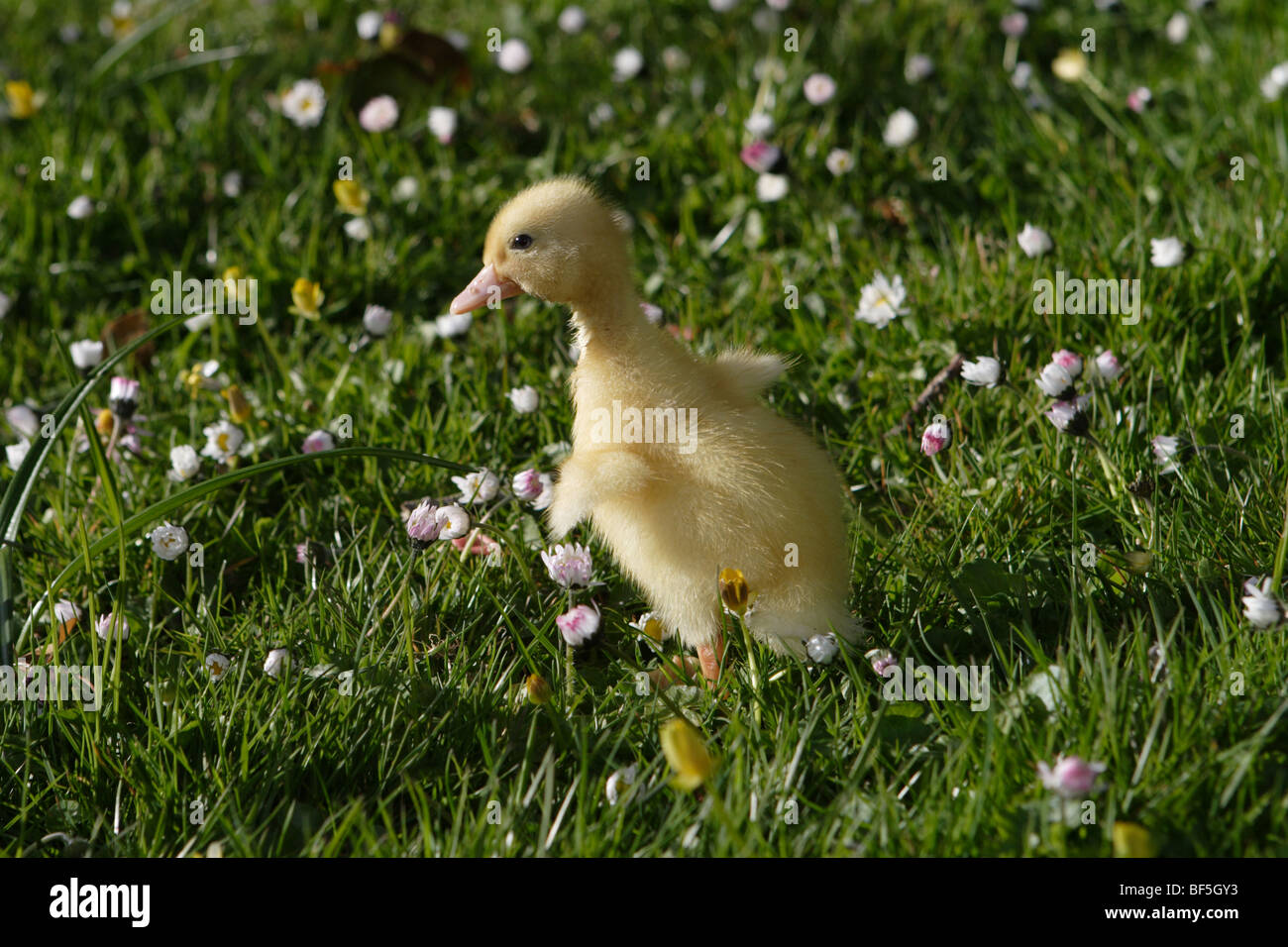 Duckling flowers hi-res stock photography and images - Alamy