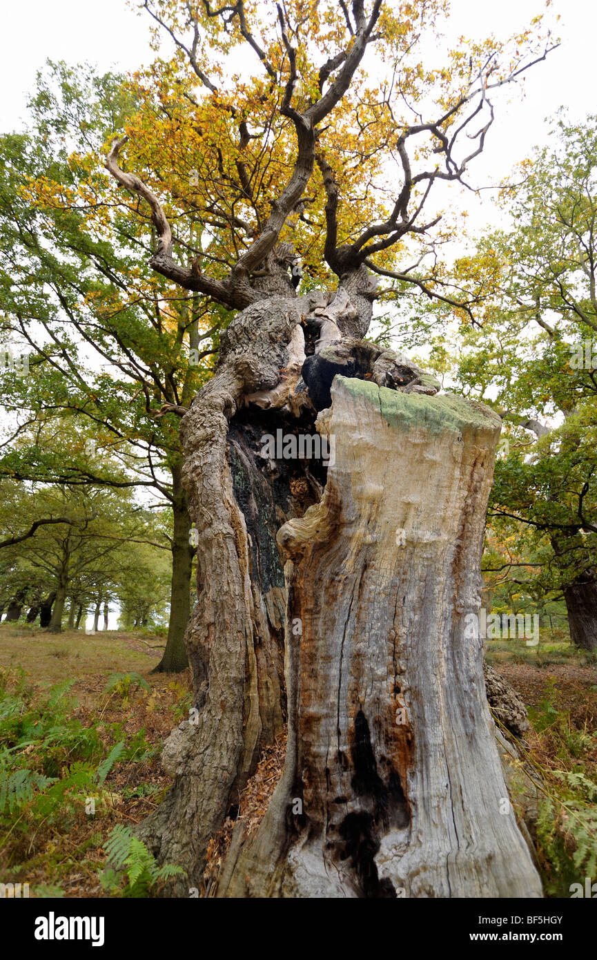 Old english oak tree hi-res stock photography and images - Alamy