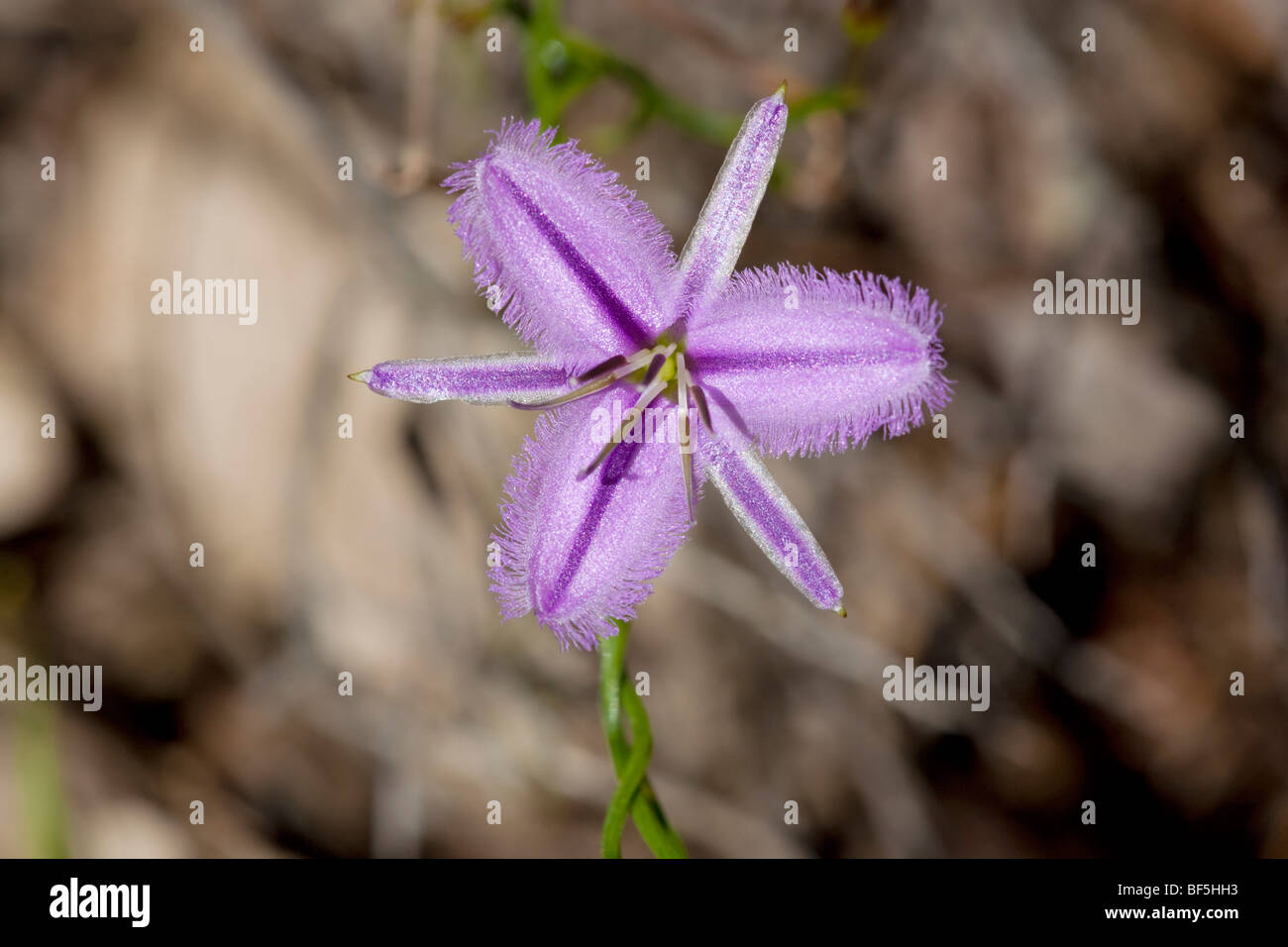 Mangles Fringe-lily ( Thysanotus manglesianus Stock Photo - Alamy