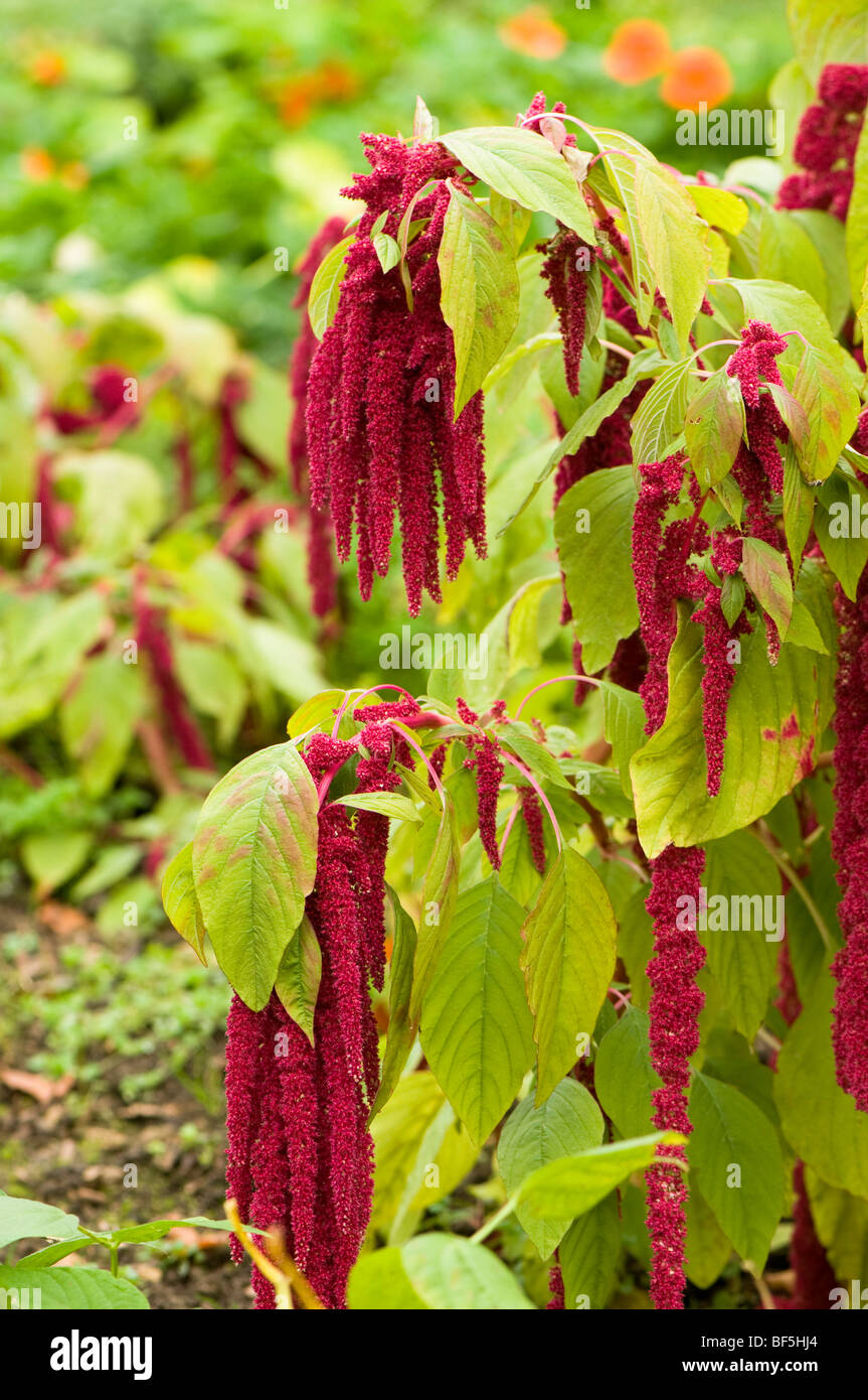 Amaranthus caudatus in Autumn Stock Photo - Alamy