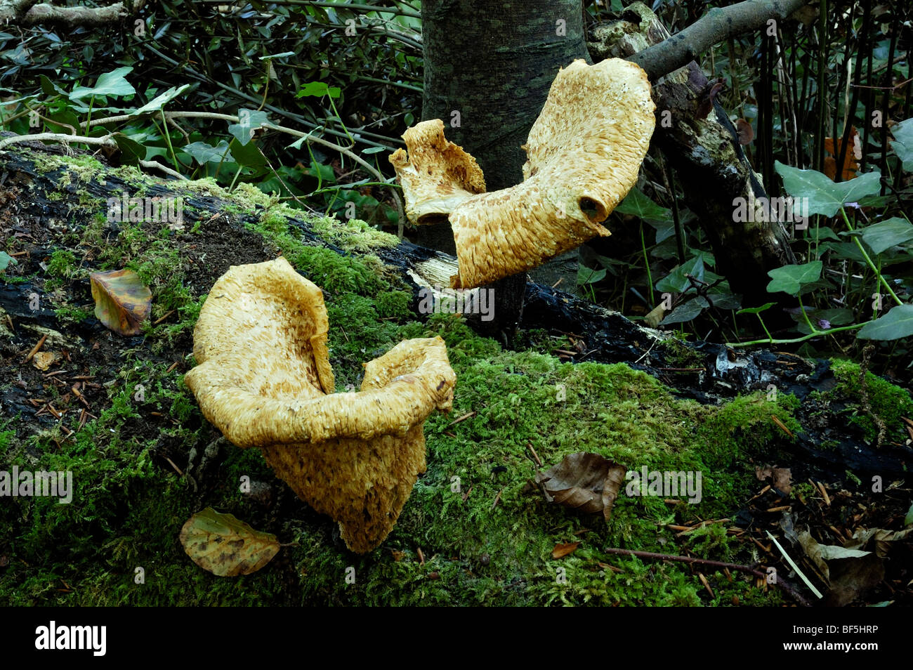 Fungi on dead tree Stock Photo - Alamy