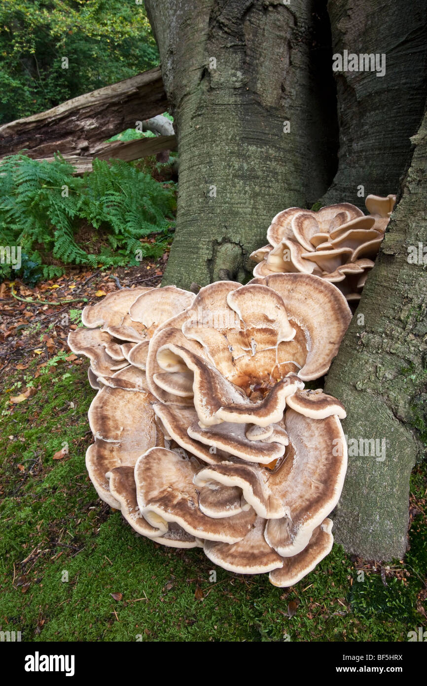 Giant Polypore growing at the base of a beech tree Meripilus giganteus ...