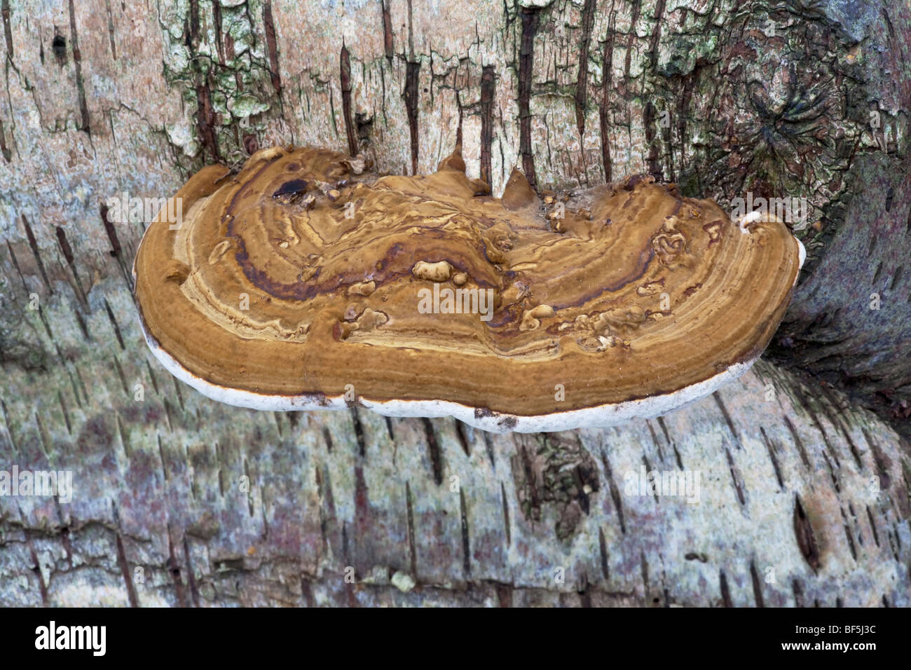 Many zoned polypore hi-res stock photography and images - Alamy