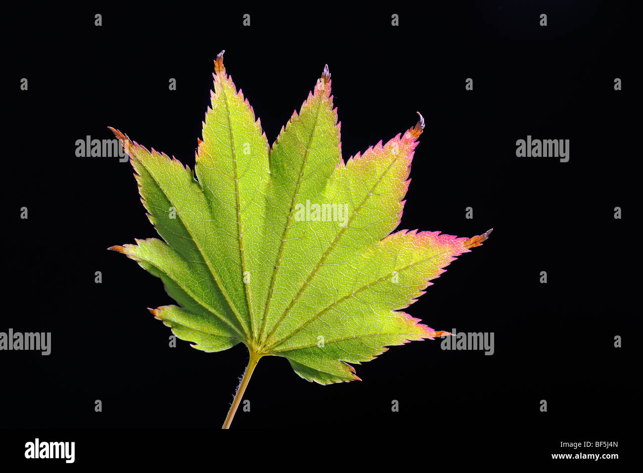 Downy Japanese Maple or Fullmoon Maple (Acer japonicum) leaf, backlit ...