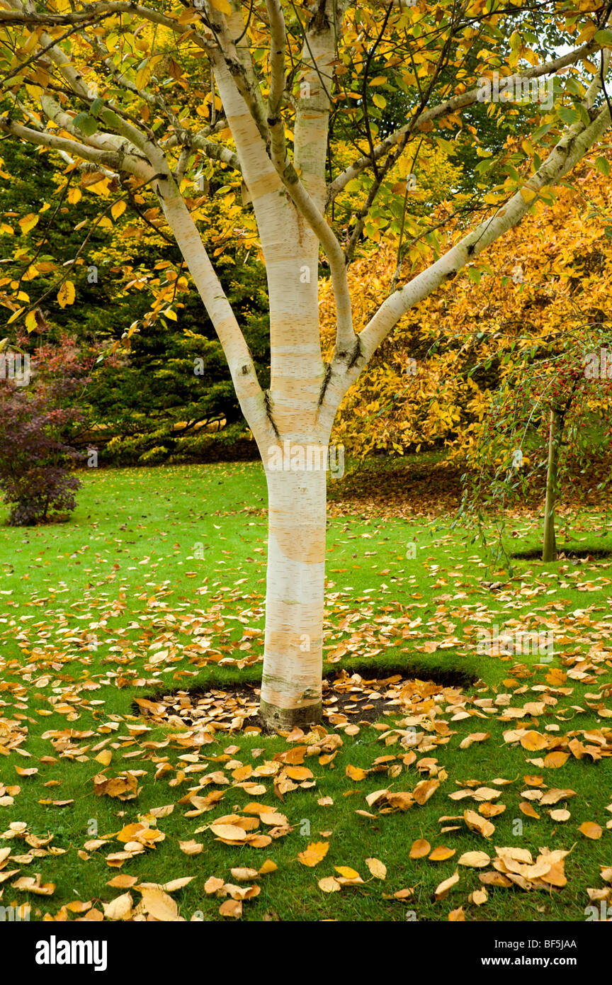 Ornamental birch tree botanical gardens hi-res stock photography and ...