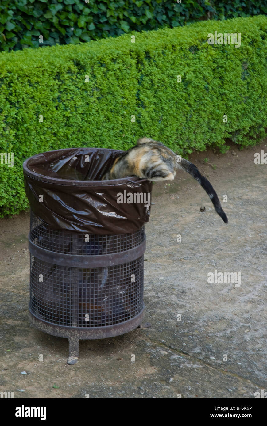 Food in the bin hi-res stock photography and images - Alamy