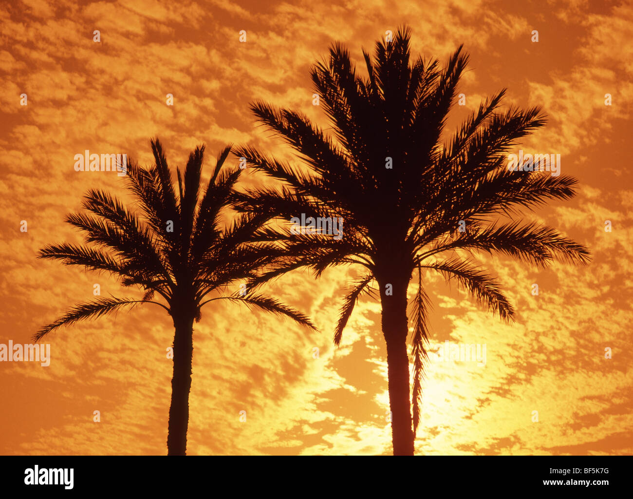 Sunset behind silhouetted palm trees enhanced with a warm up filter ...