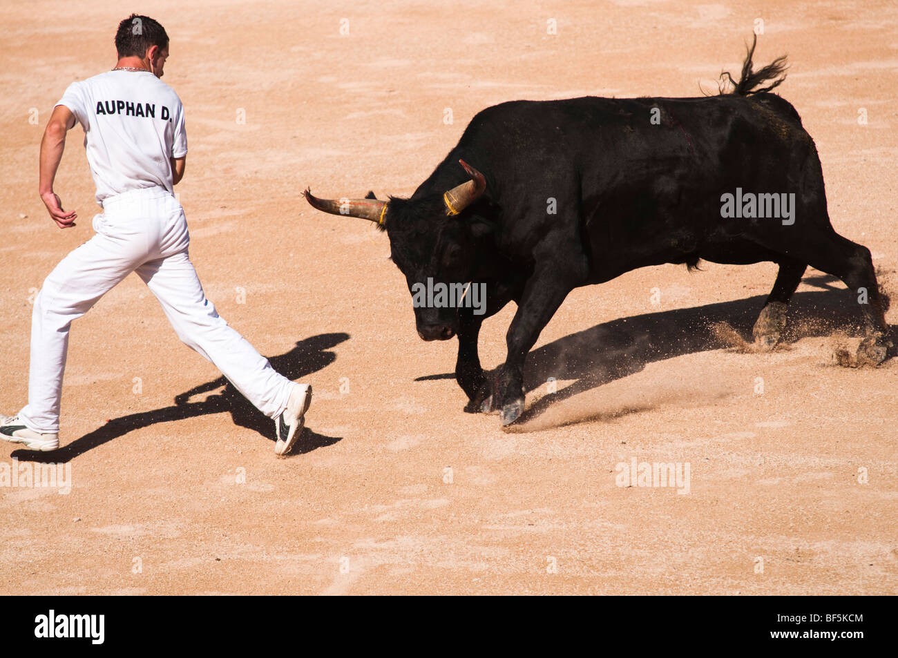 Bull charging hi-res stock photography and images - Alamy