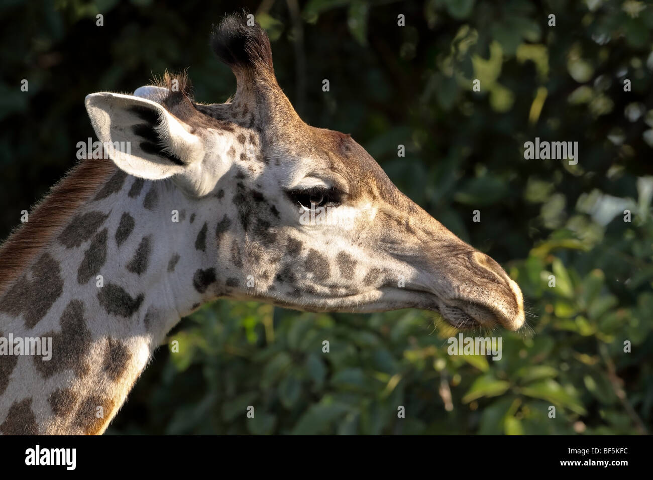 Giraffe toes hi-res stock photography and images - Alamy