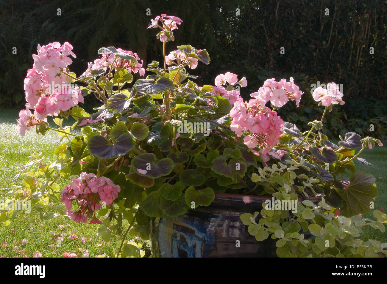 Geraniums pot hi-res stock photography and images - Alamy