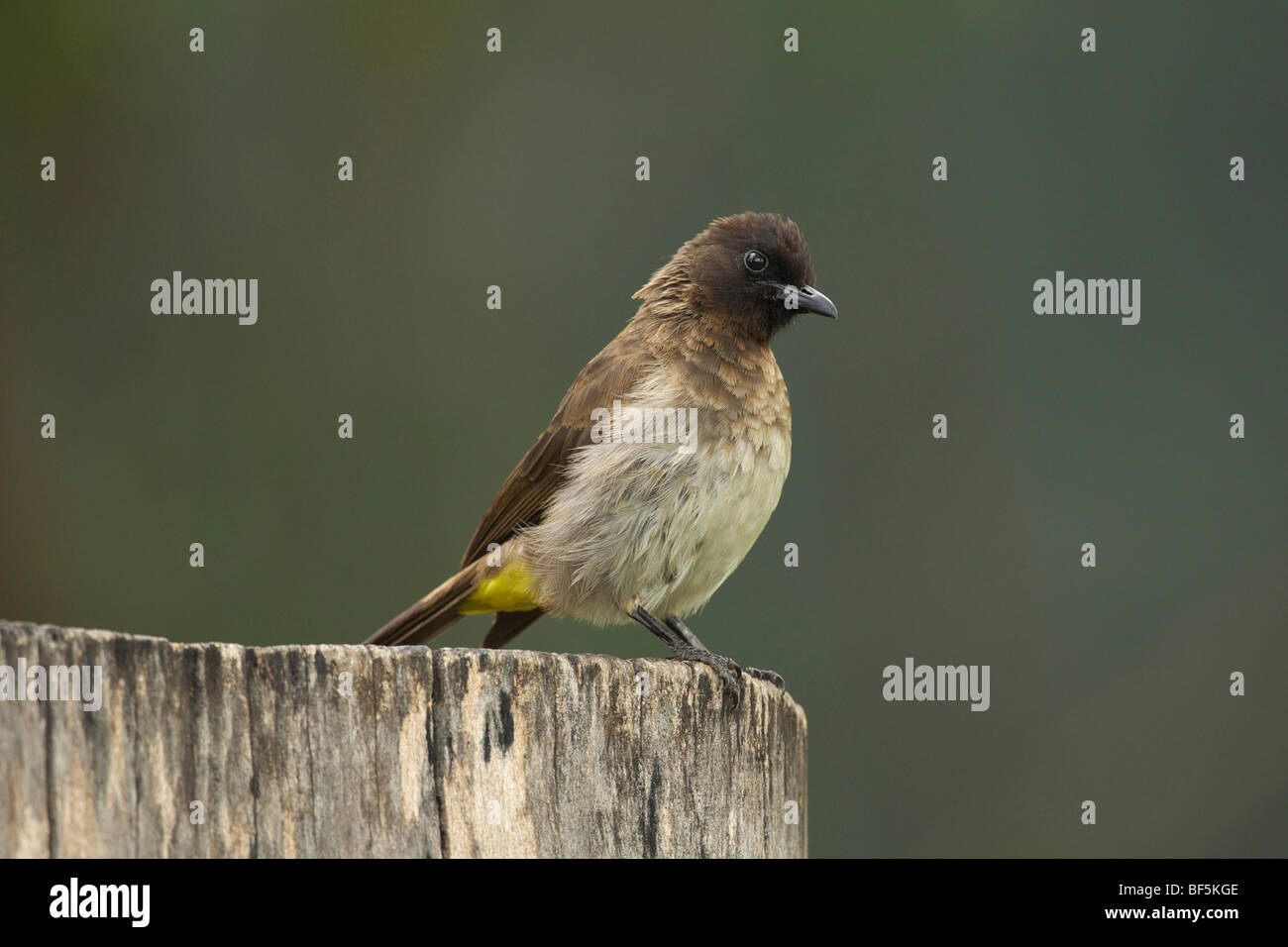 Common Bulbul (Pycnonotus barbatus Stock Photo - Alamy