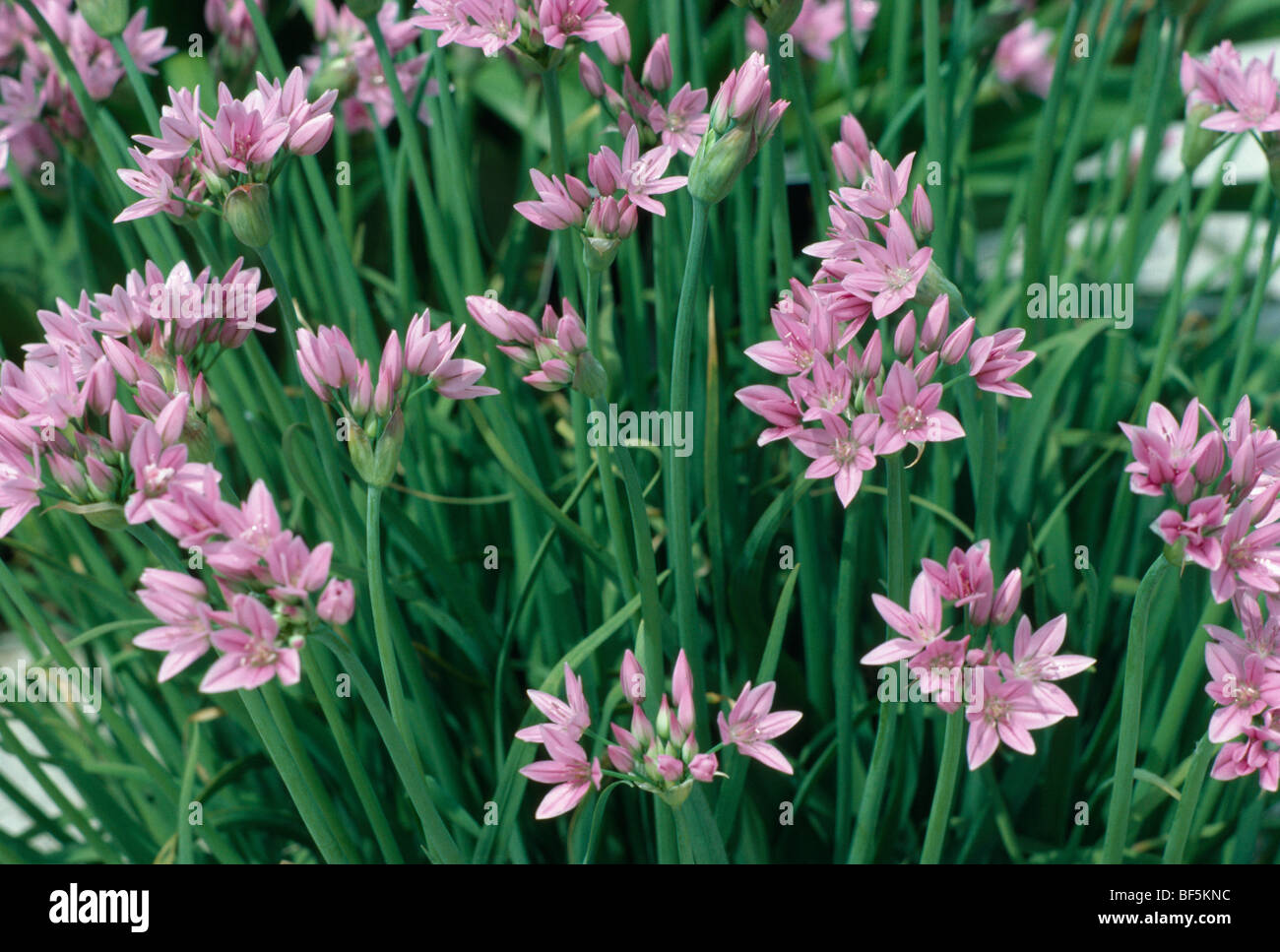 Pink alliums hi-res stock photography and images - Alamy