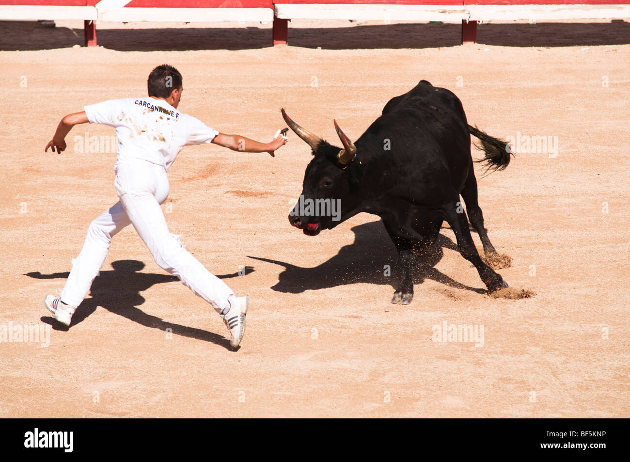 Harmless bullfighting hi-res stock photography and images - Alamy