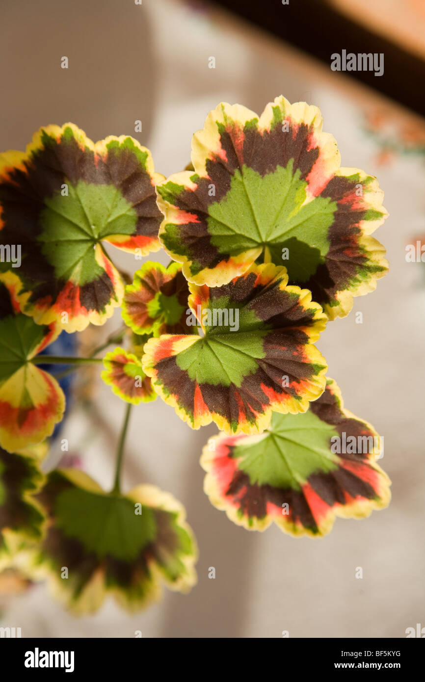 Variegated leaf geranium hi-res stock photography and images - Alamy