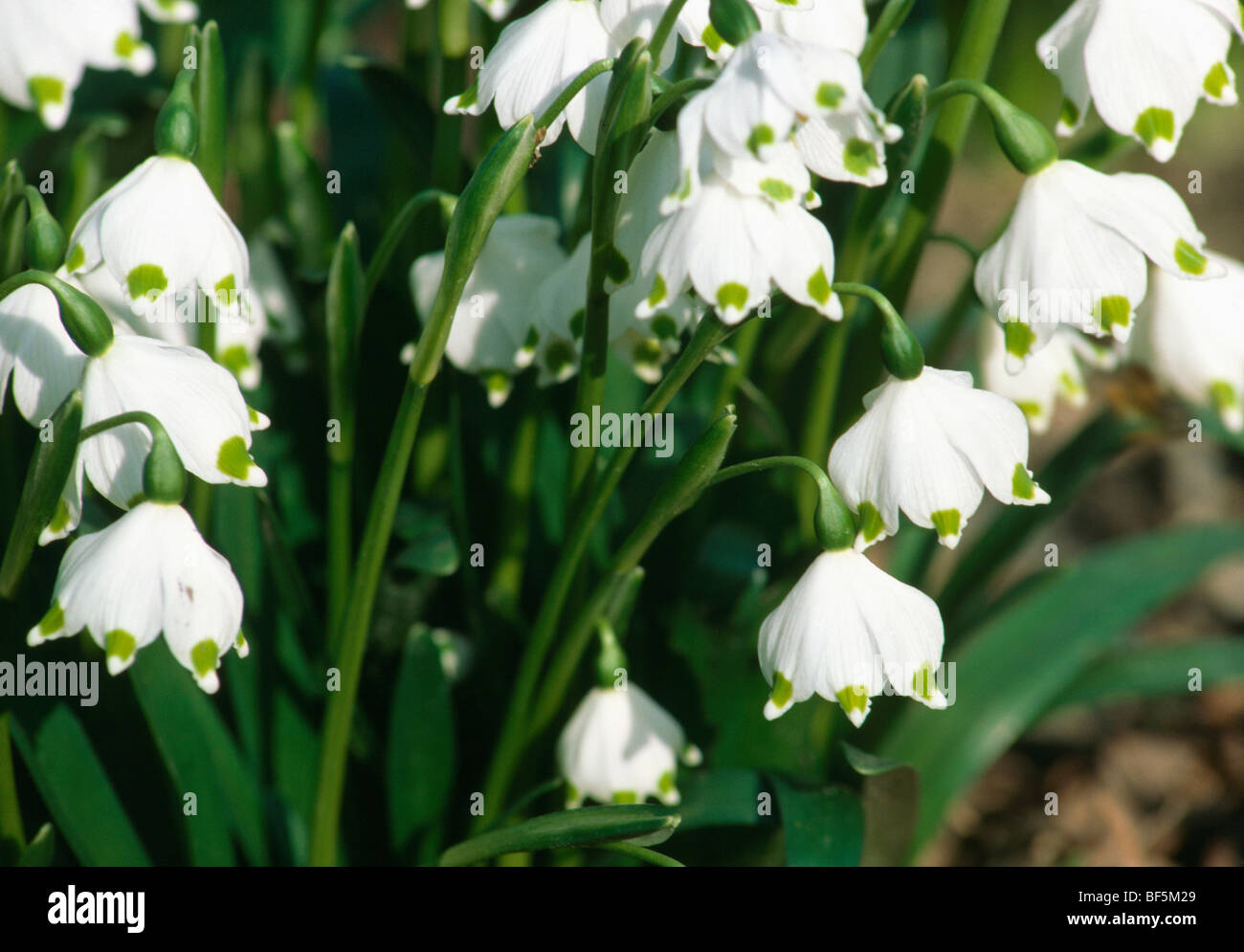 White snow bulbs hi-res stock photography and images - Alamy