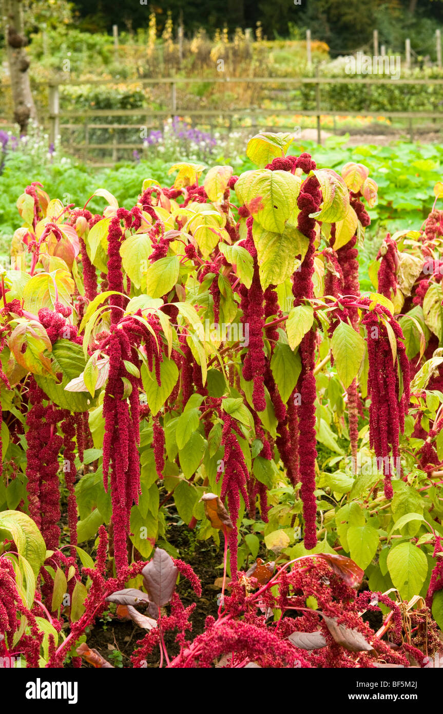 Amaranthus caudatus in Autumn Stock Photo - Alamy