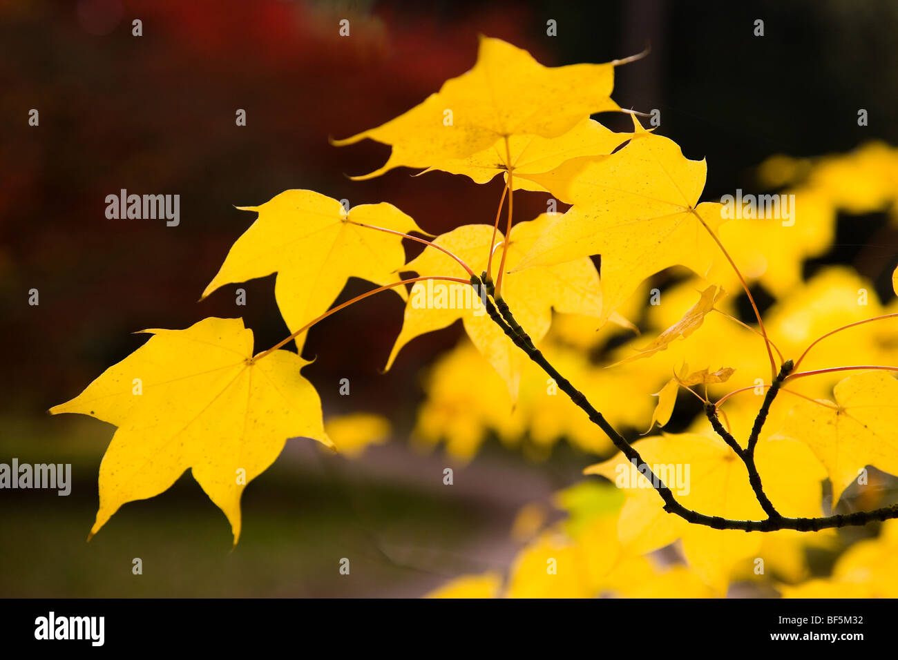 Autumn leaf colour Stock Photo - Alamy