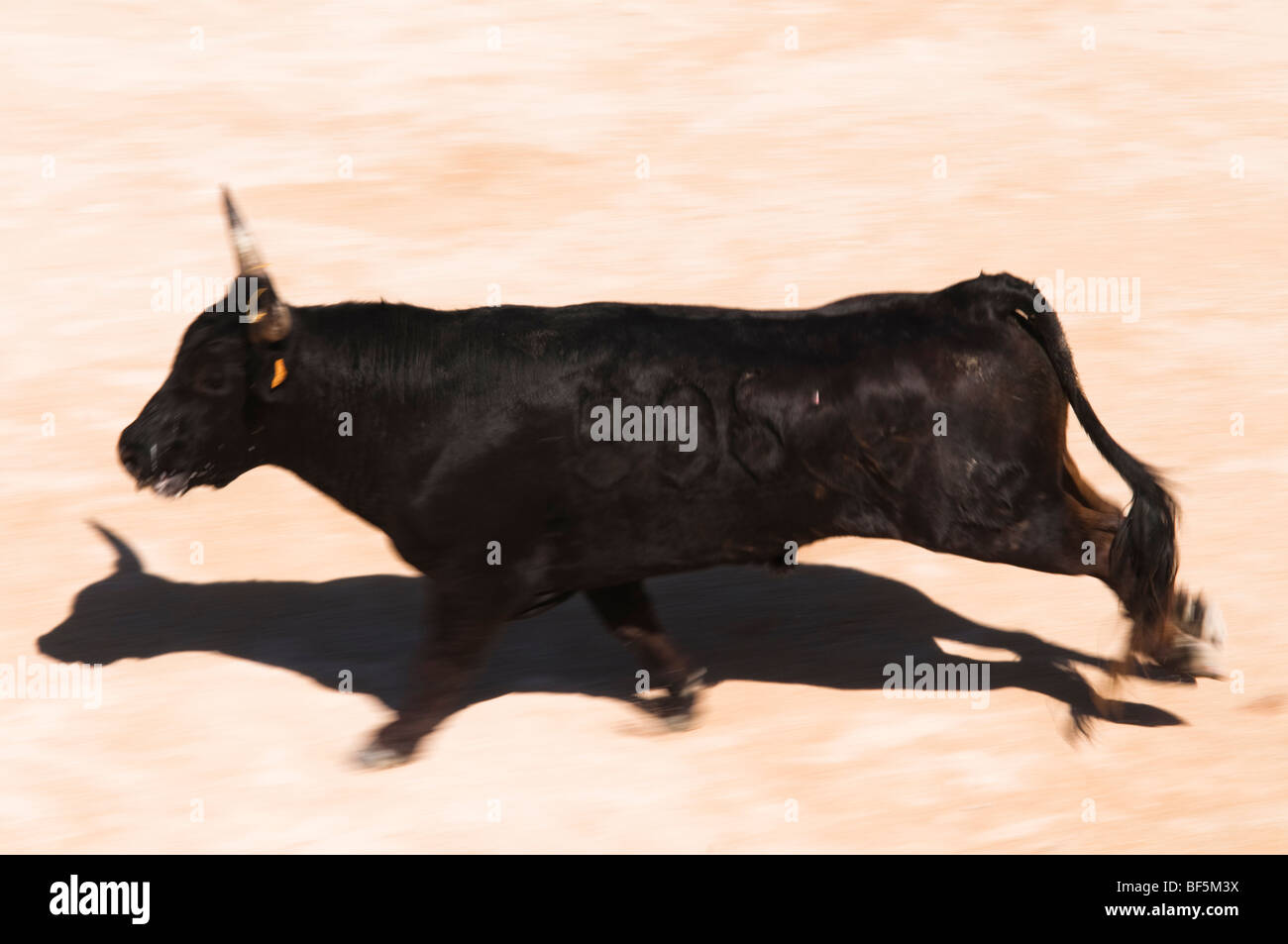 Black Bull Fight High Resolution Stock Photography and Images - Alamy