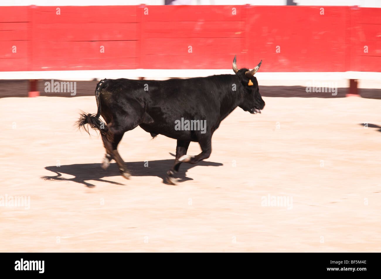 Harmless bullfighting hi-res stock photography and images - Alamy