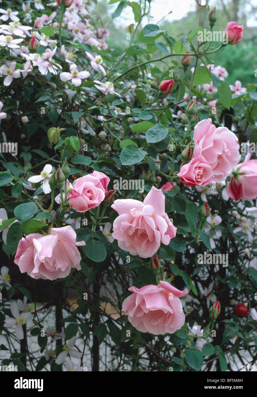 Clematis clematis rose rosa hi-res stock photography and images - Alamy