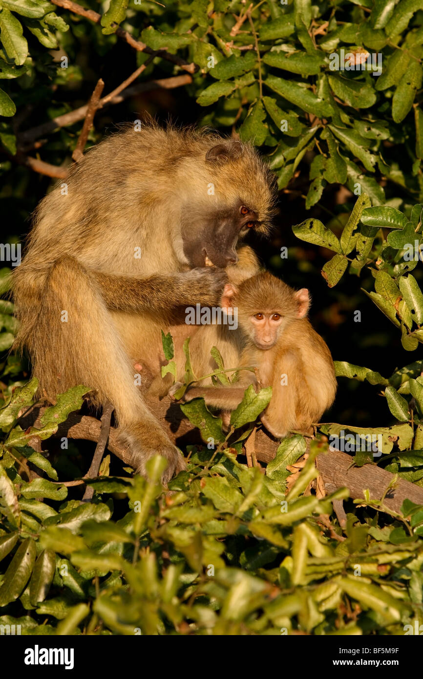 Troop of chacma baboons hi-res stock photography and images - Alamy