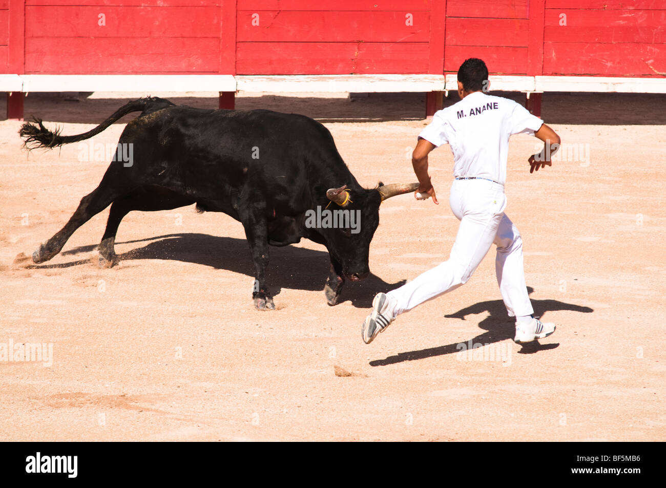 Harmless bullfighting hi-res stock photography and images - Alamy