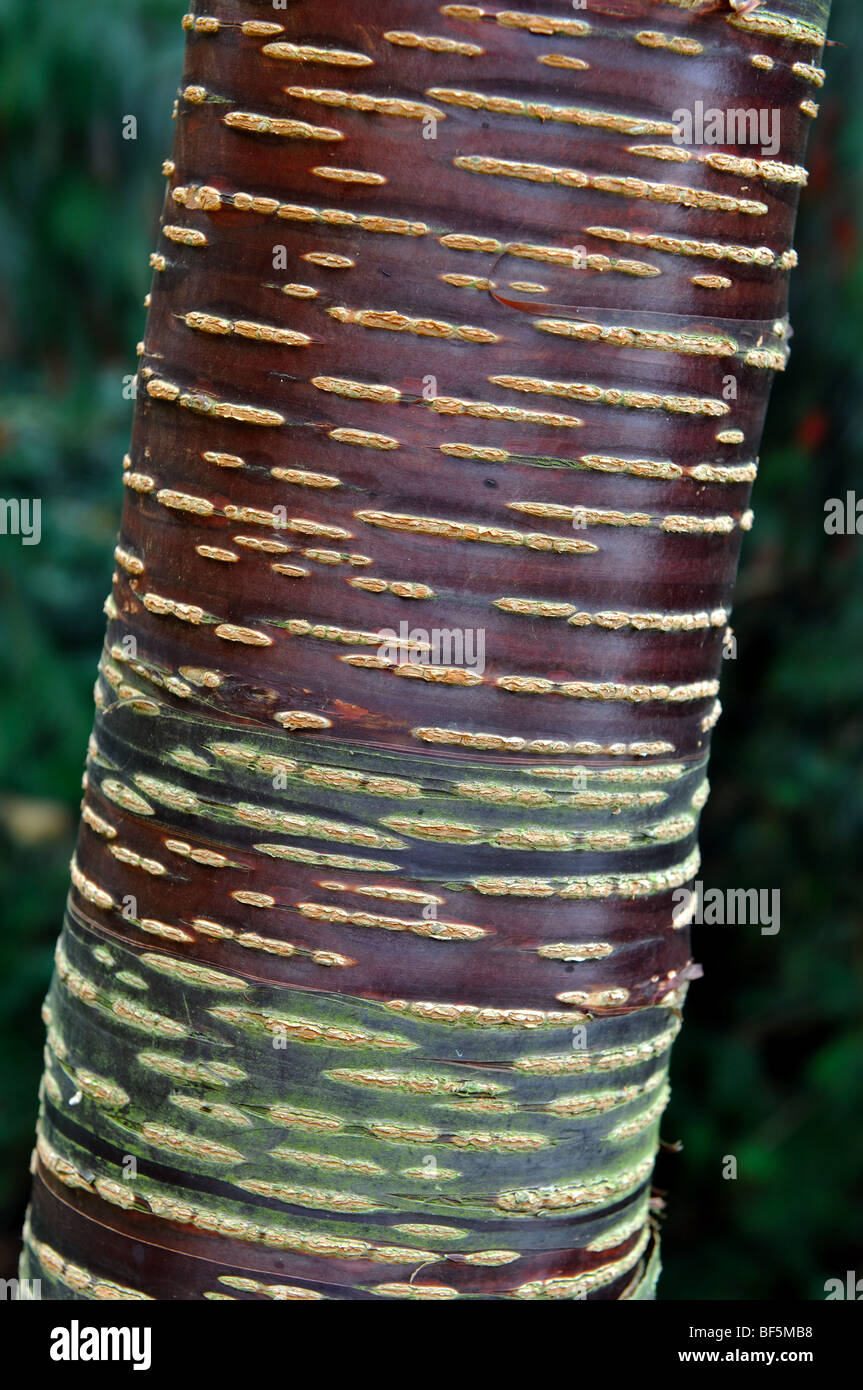 Prunus rufa bark cherry tree hi-res stock photography and images - Alamy