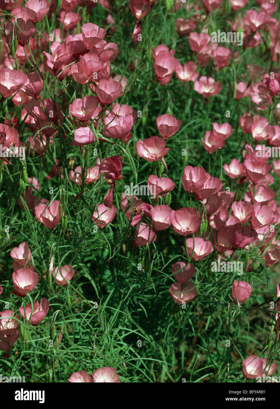 Clarkia cylindrica hi-res stock photography and images - Alamy