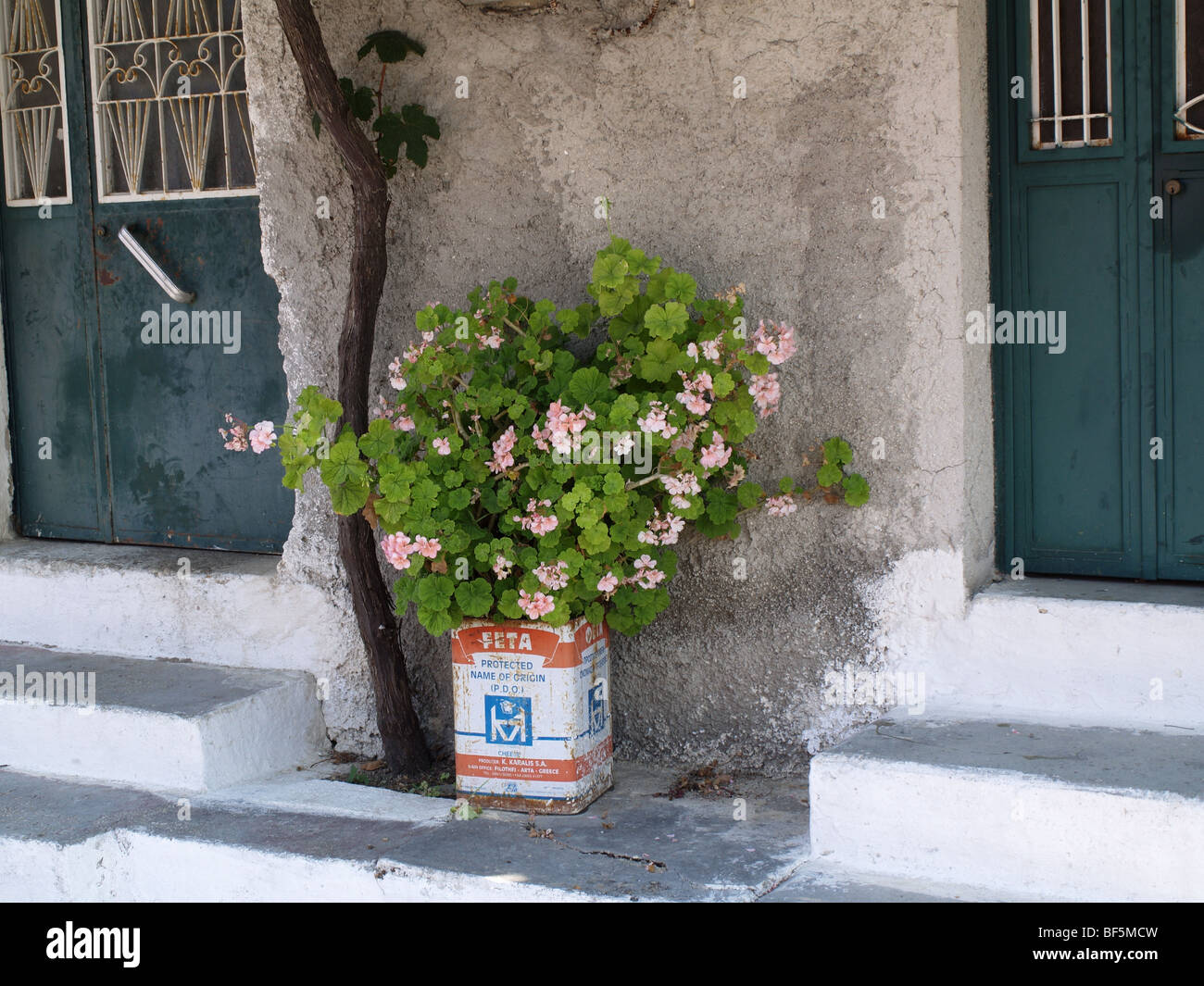 Geraniums planted in old Feta Cheese tin container Stock Photo - Alamy