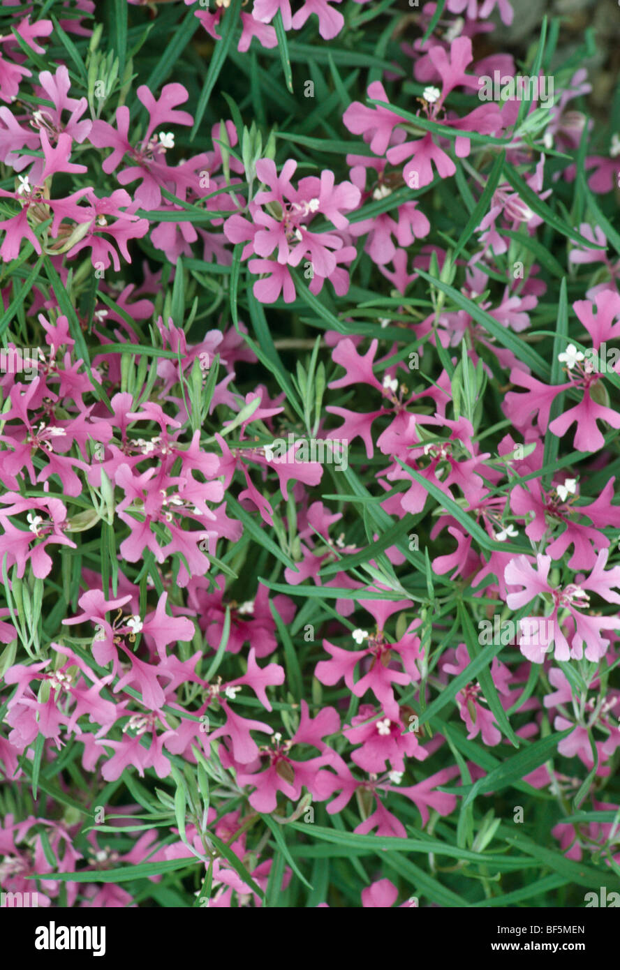 Clarkia pulchella hi-res stock photography and images - Alamy