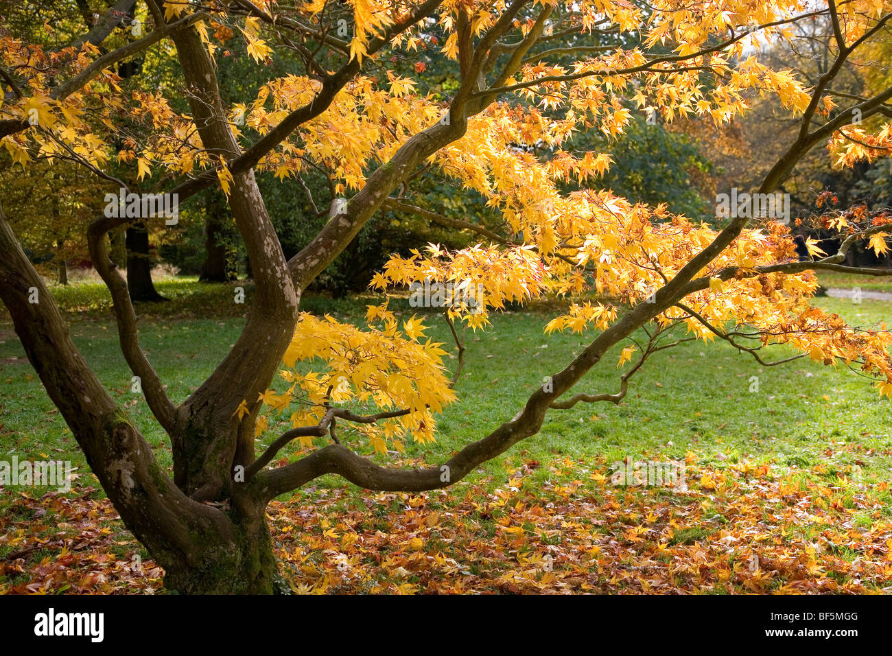 Autumn leaf colour Stock Photo - Alamy