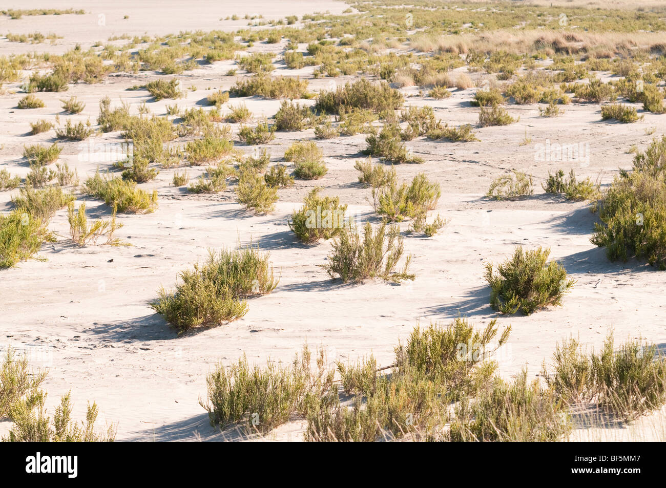 Shrubs on sandy ground Stock Photo - Alamy