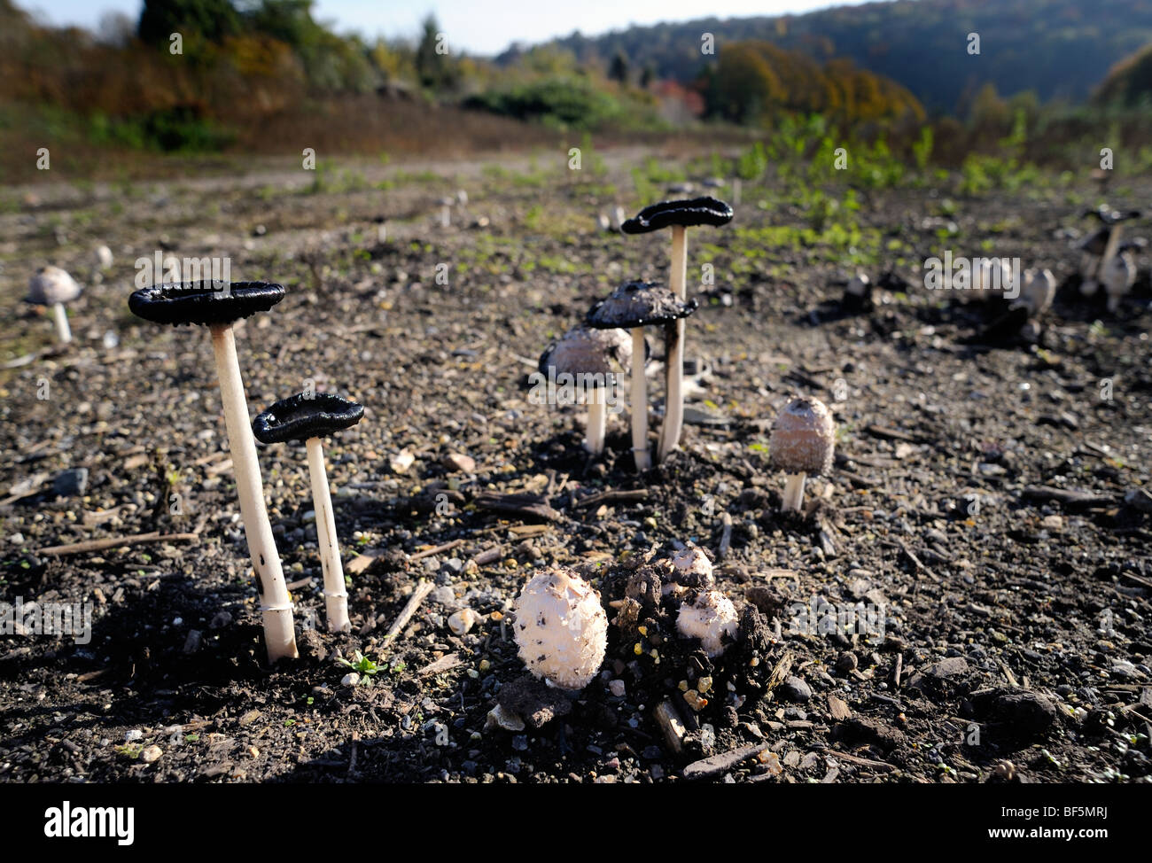 Unusual fungus grow through barren ground Stock Photo - Alamy