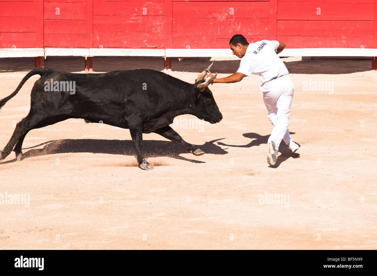 Harmless bullfighting hi-res stock photography and images - Alamy