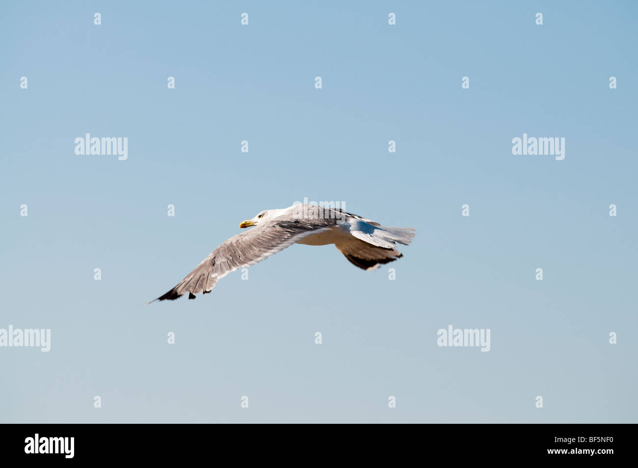 Seagull in flight Stock Photo - Alamy