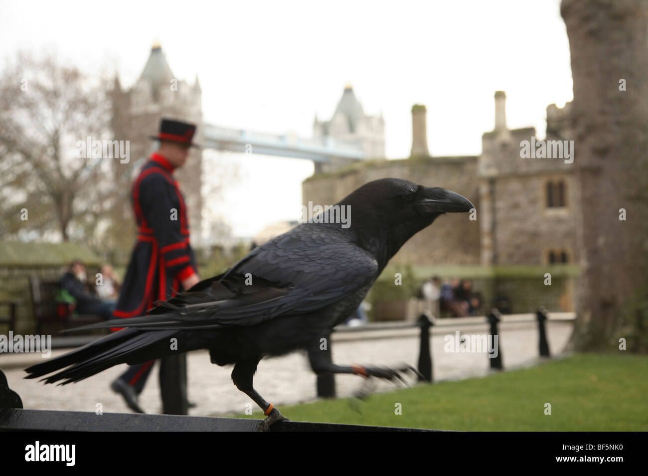 A crow at The Tower of London Stock Photo - Alamy