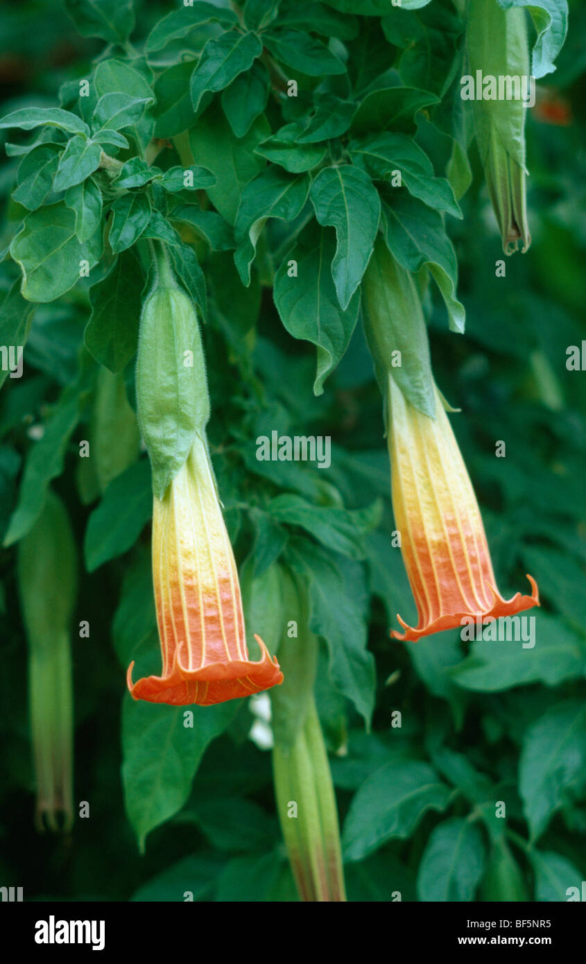Summer perennials orange brugmansia hi-res stock photography and images ...