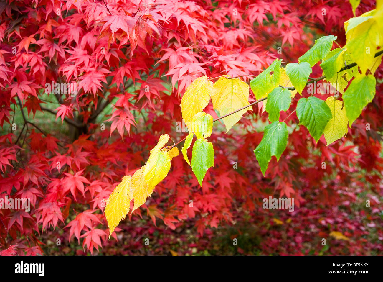 Autumn leaf colour hi-res stock photography and images - Alamy