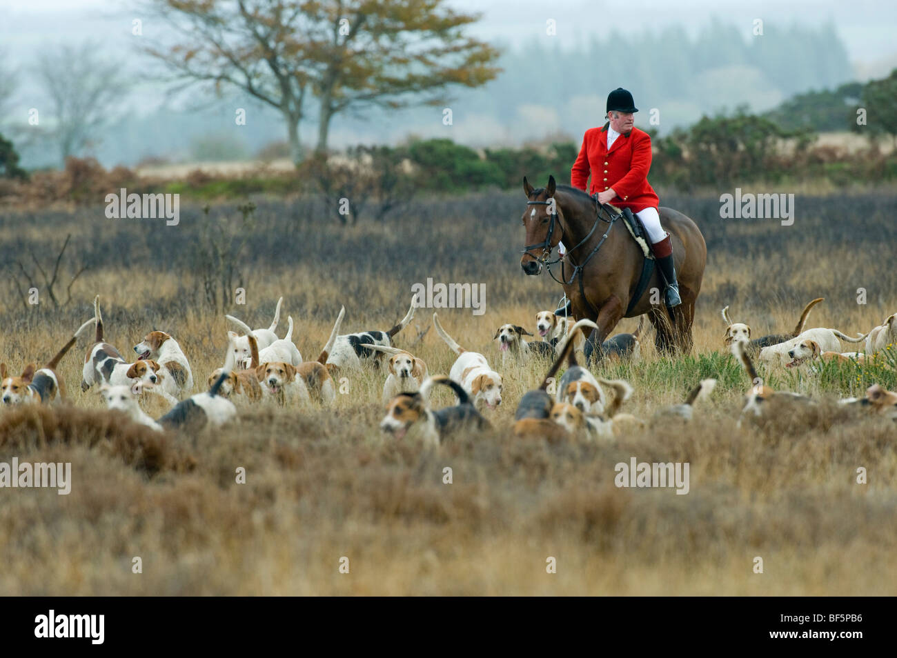 Dulverton farmers hunt enjoy the first day of the season on Exmoor, uk ...